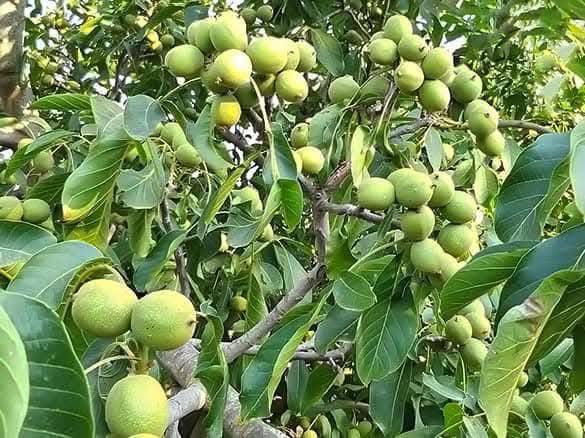 Syrian Agricultural Directory - Dwarf Walnut Tree